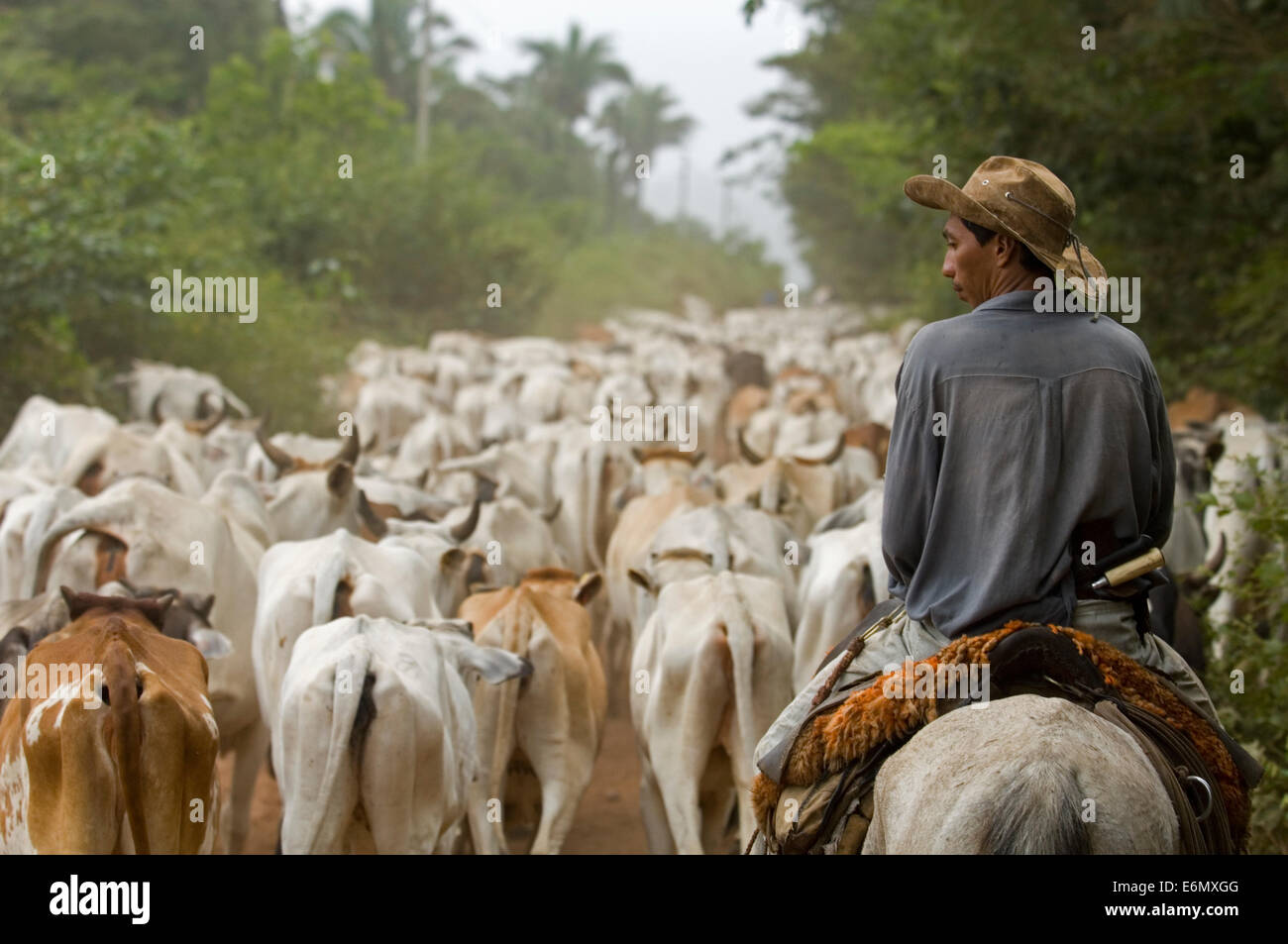 Herdsman and cow hi-res stock photography and images - Alamy
