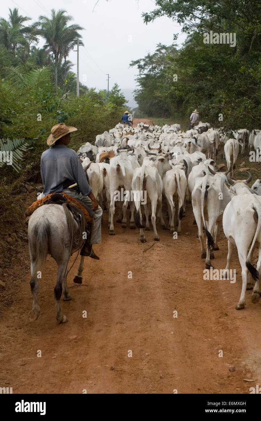 Transhumance of the herd before the arrival of the rainy season with a ...