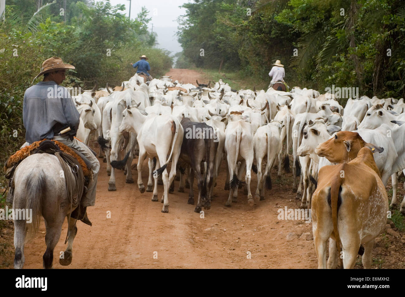 Transhumance of the herd before the arrival of the rainy season with a ...