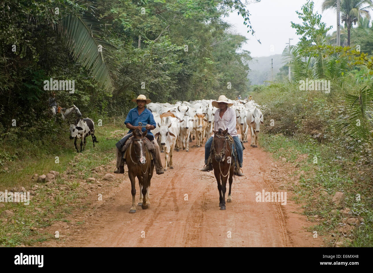 Transhumance of the herd before the arrival of the rainy season and two ...