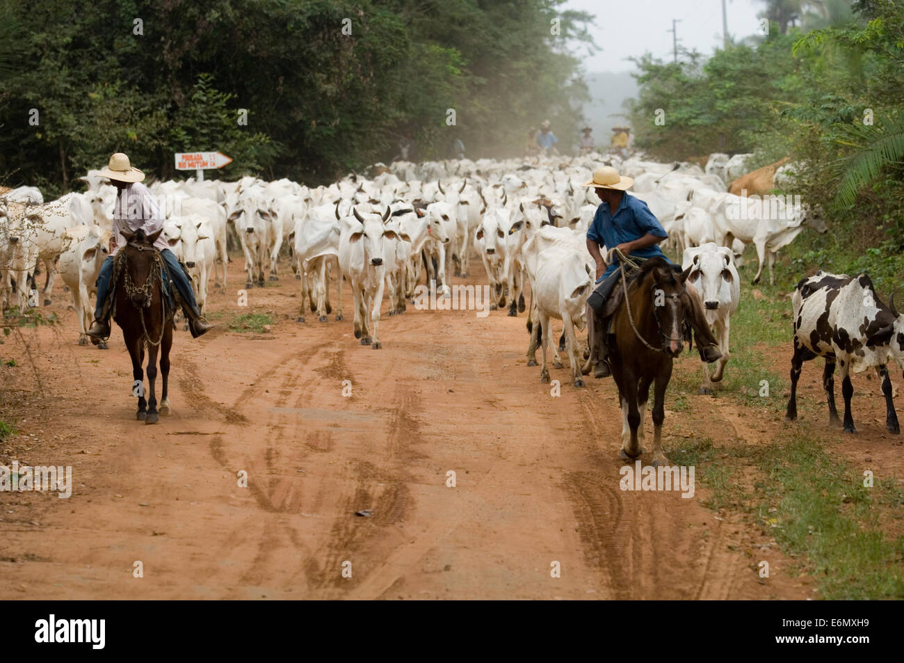 Transhumance of the herd before the arrival of the rainy season and two ...