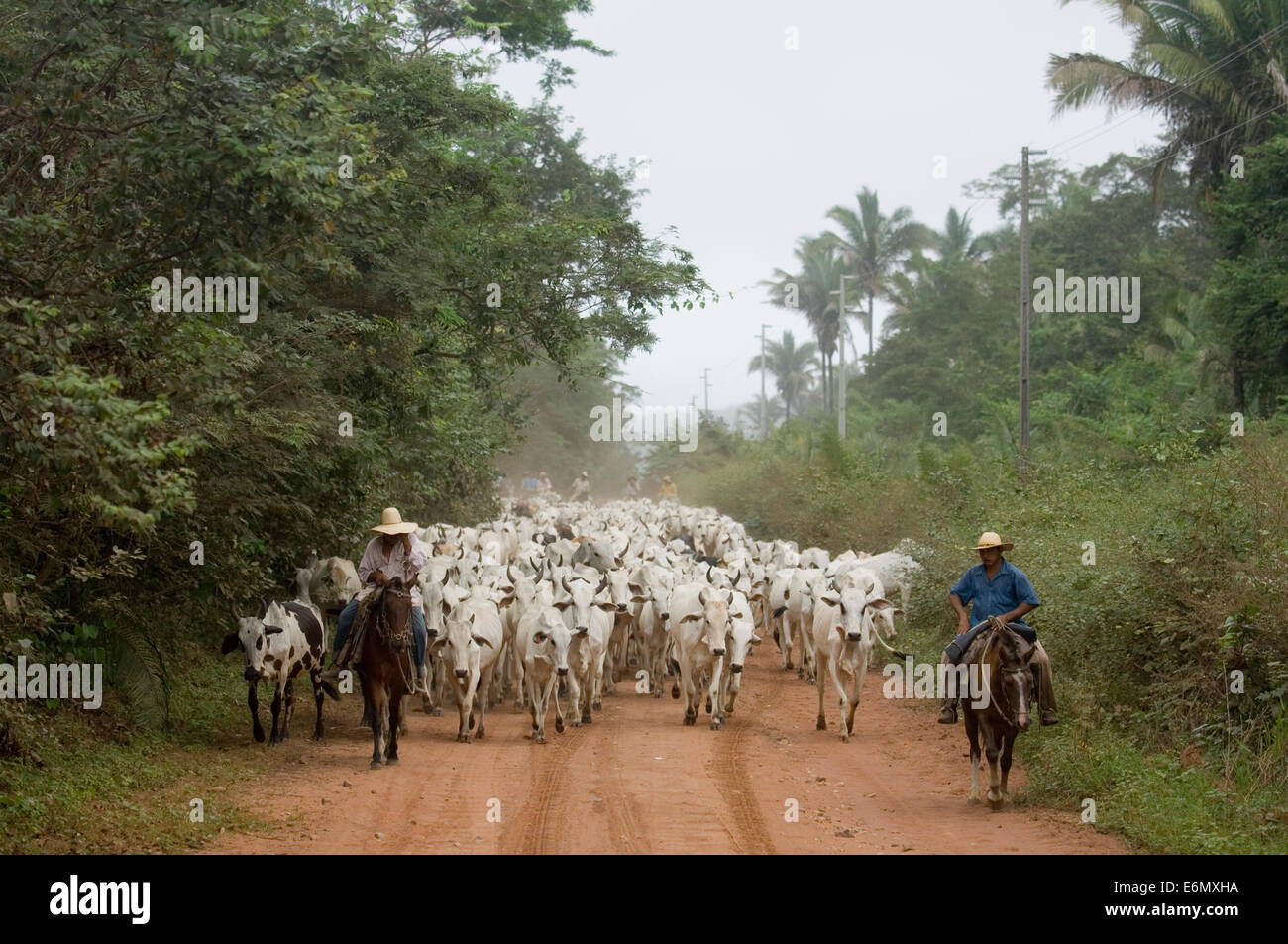 Transhumance of the herd before the arrival of the rainy season and two ...