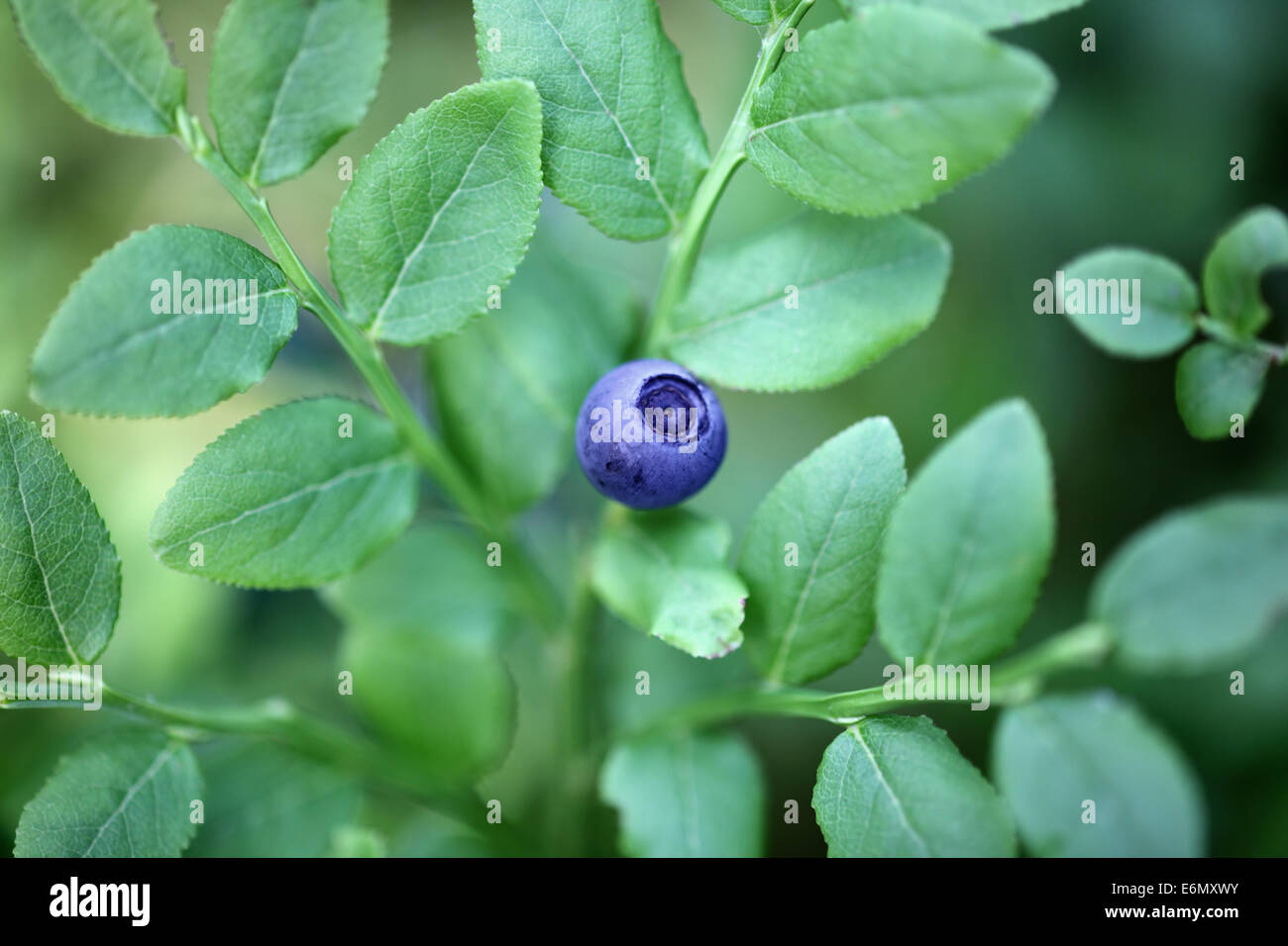 Ripe blueberry on the branch Stock Photo - Alamy