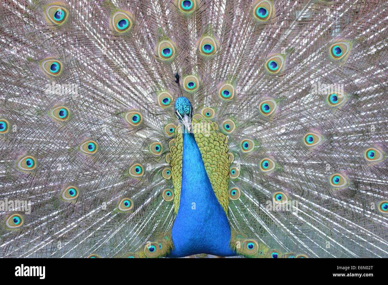 Stand proud hi-res stock photography and images - Alamy