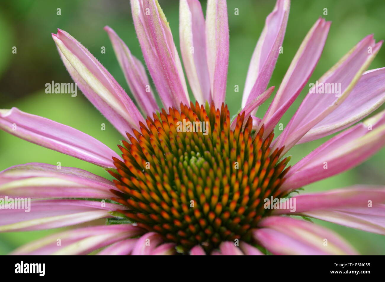 Order in nature Stock Photo - Alamy