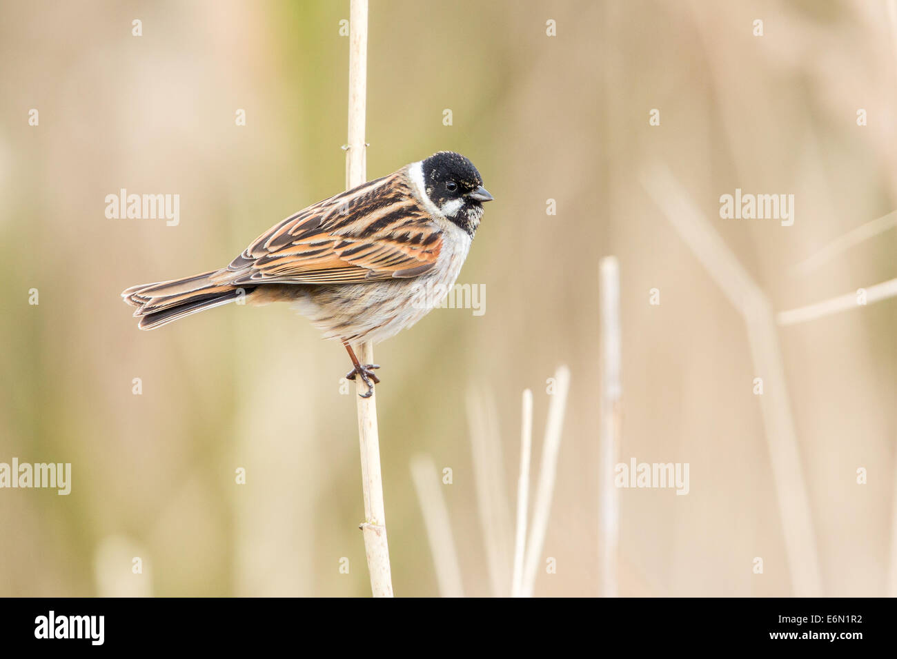 A male reed bunting (Emberiza schoeniclus) clinging to a reed stem ...