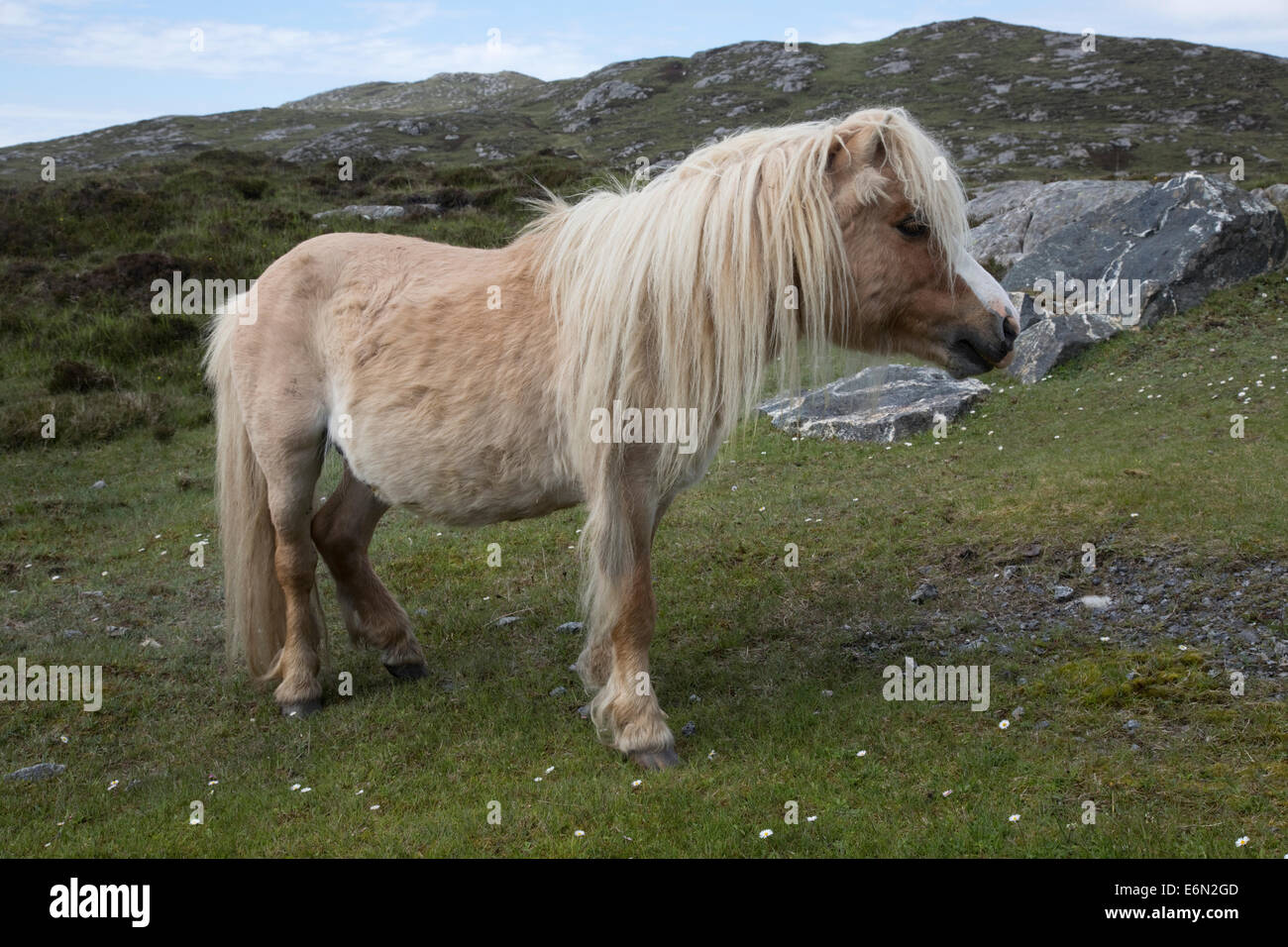 Wild Eriskay pony North Uist POuter Hebrides Scotland Stock Photo - Alamy
