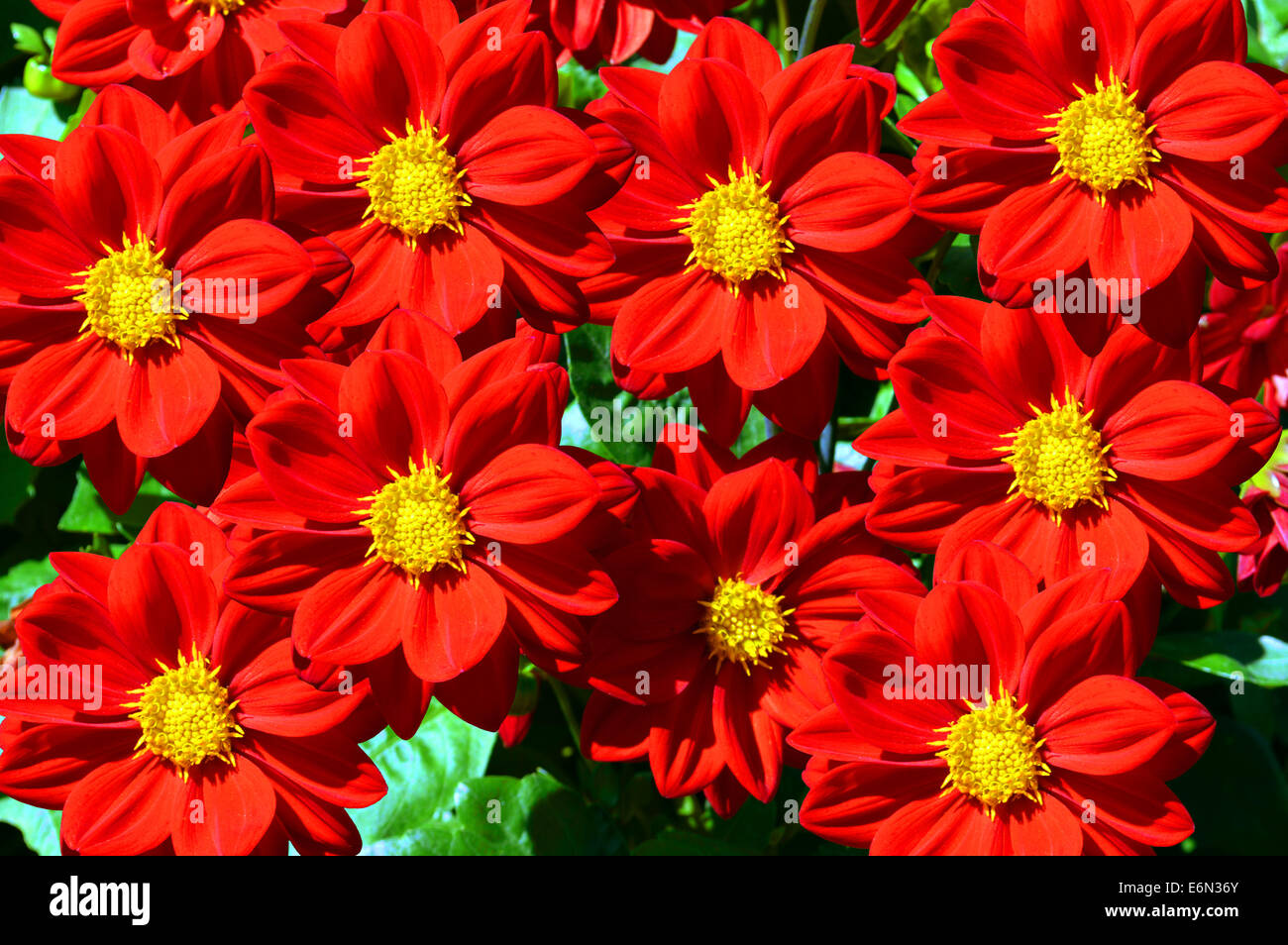 Dahlia RED DANDY Stock Photo - Alamy