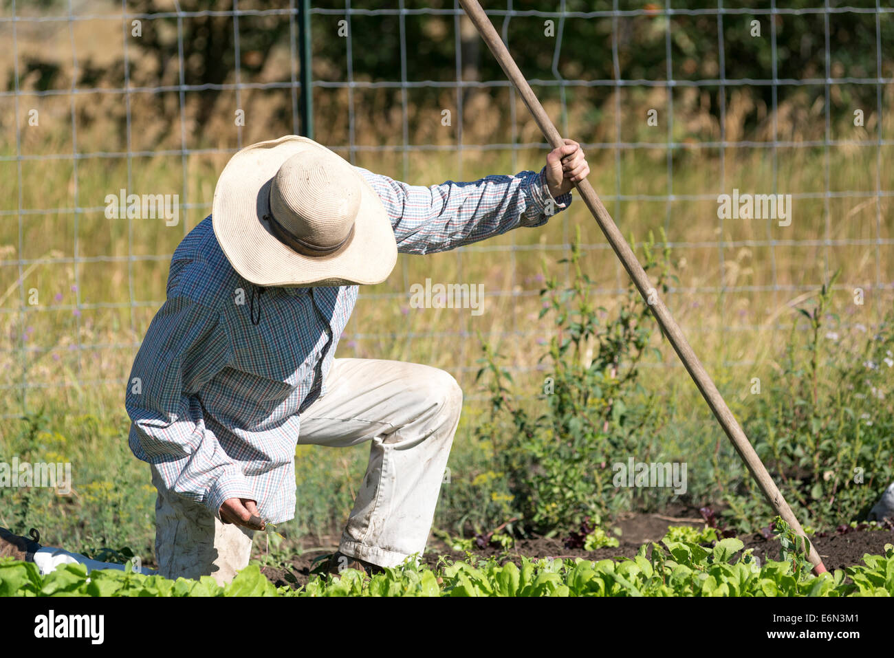 Weeding a bed of greens on a farm in Oregon's Wallowa Valley Stock ...