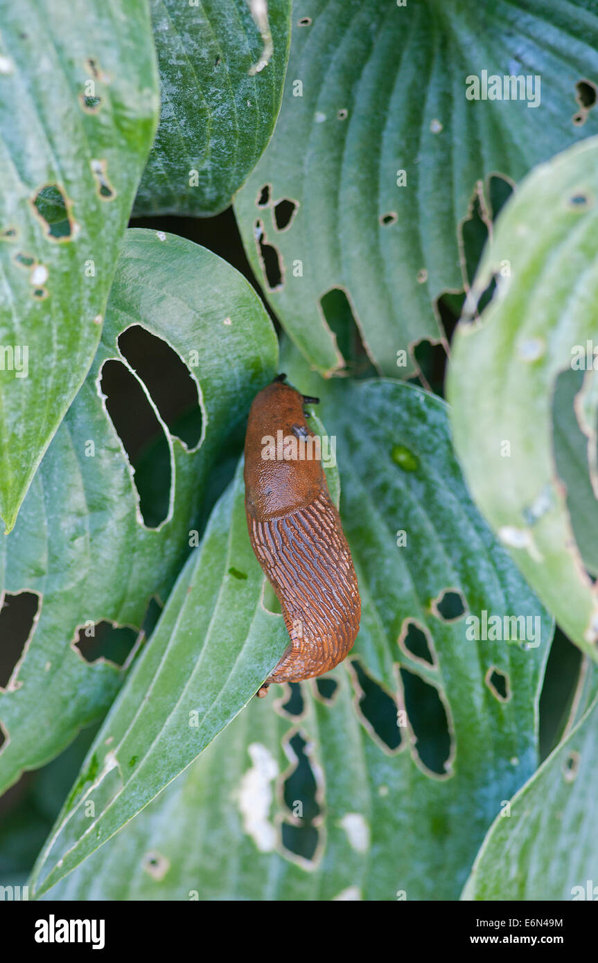 Slug damage plant hi-res stock photography and images - Alamy