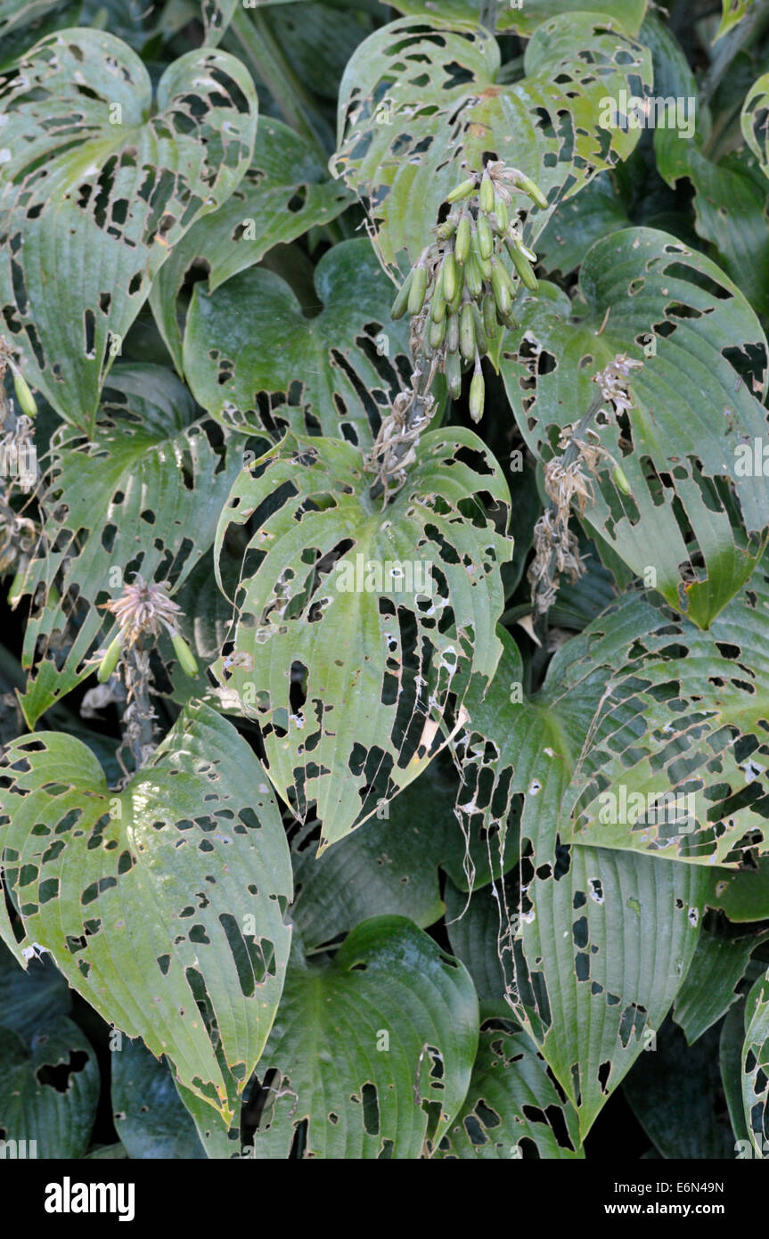 Slug pest damage garden hi-res stock photography and images - Alamy