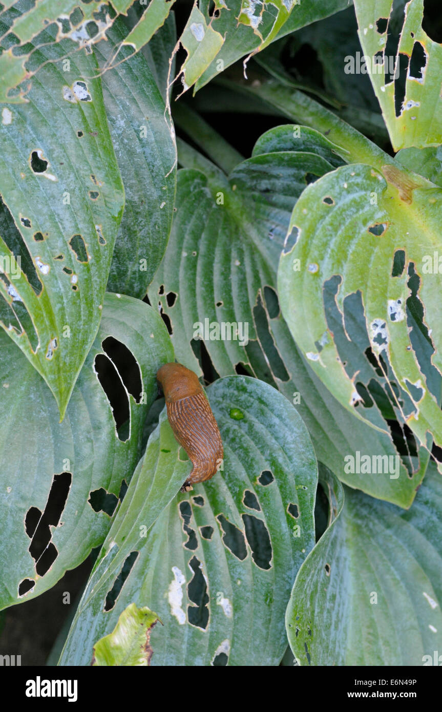 Slug damage to Hosta. Garden, Surrey, England Stock Photo - Alamy