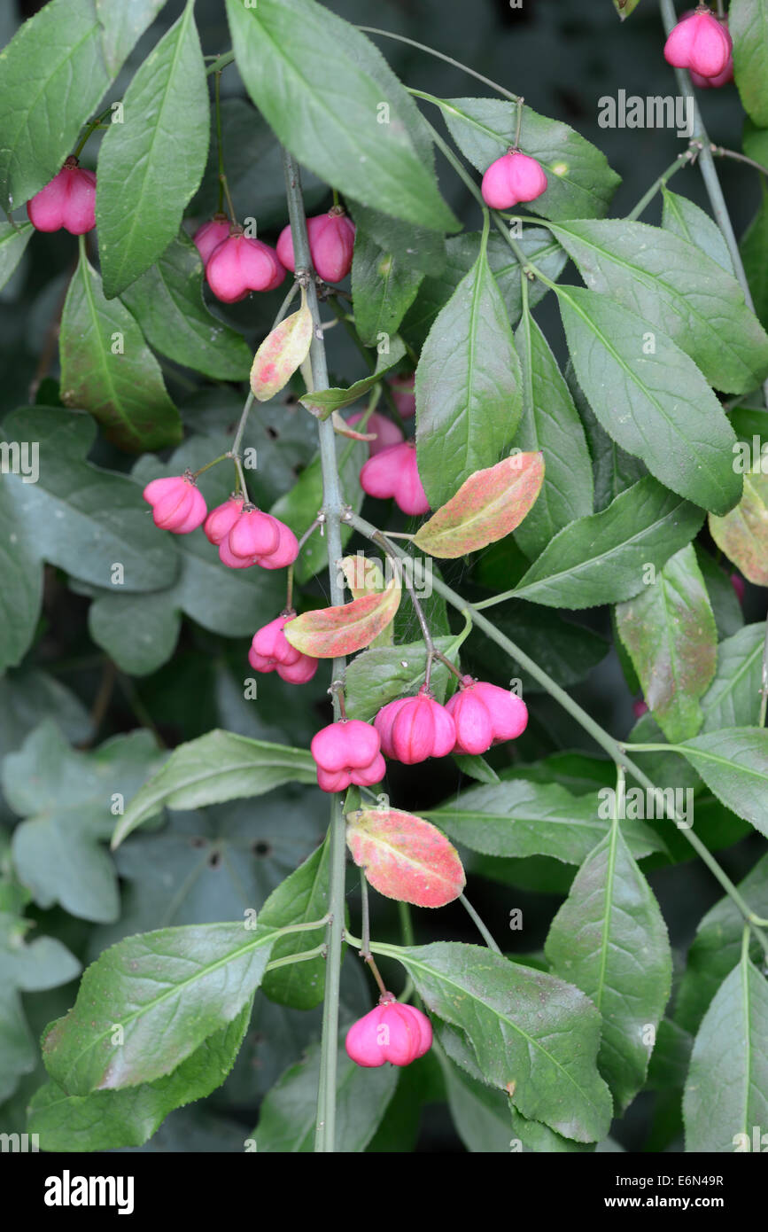 Pink spindle tree euonymus europaeus hi-res stock photography and ...