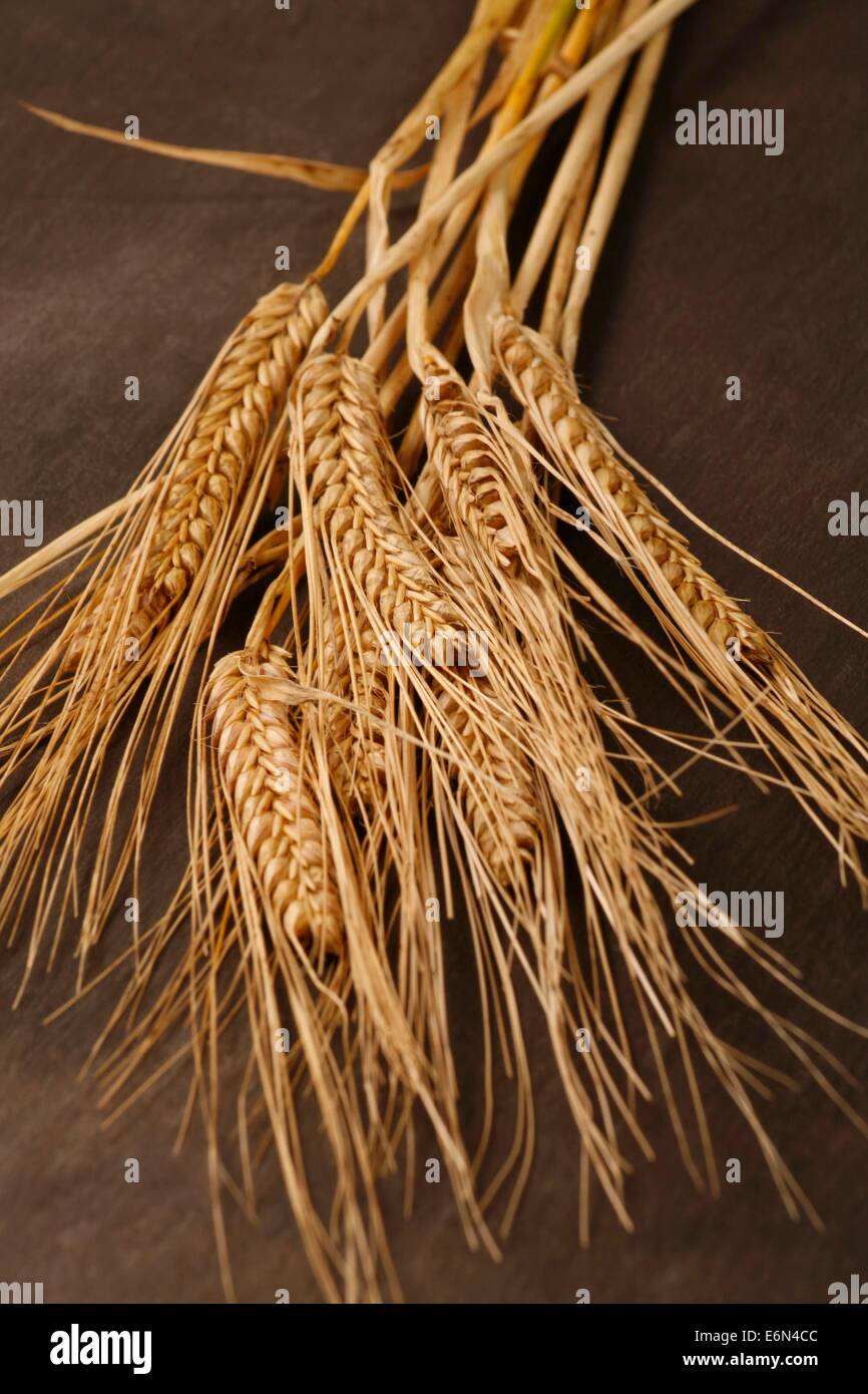 Wheat chaff hi-res stock photography and images - Alamy