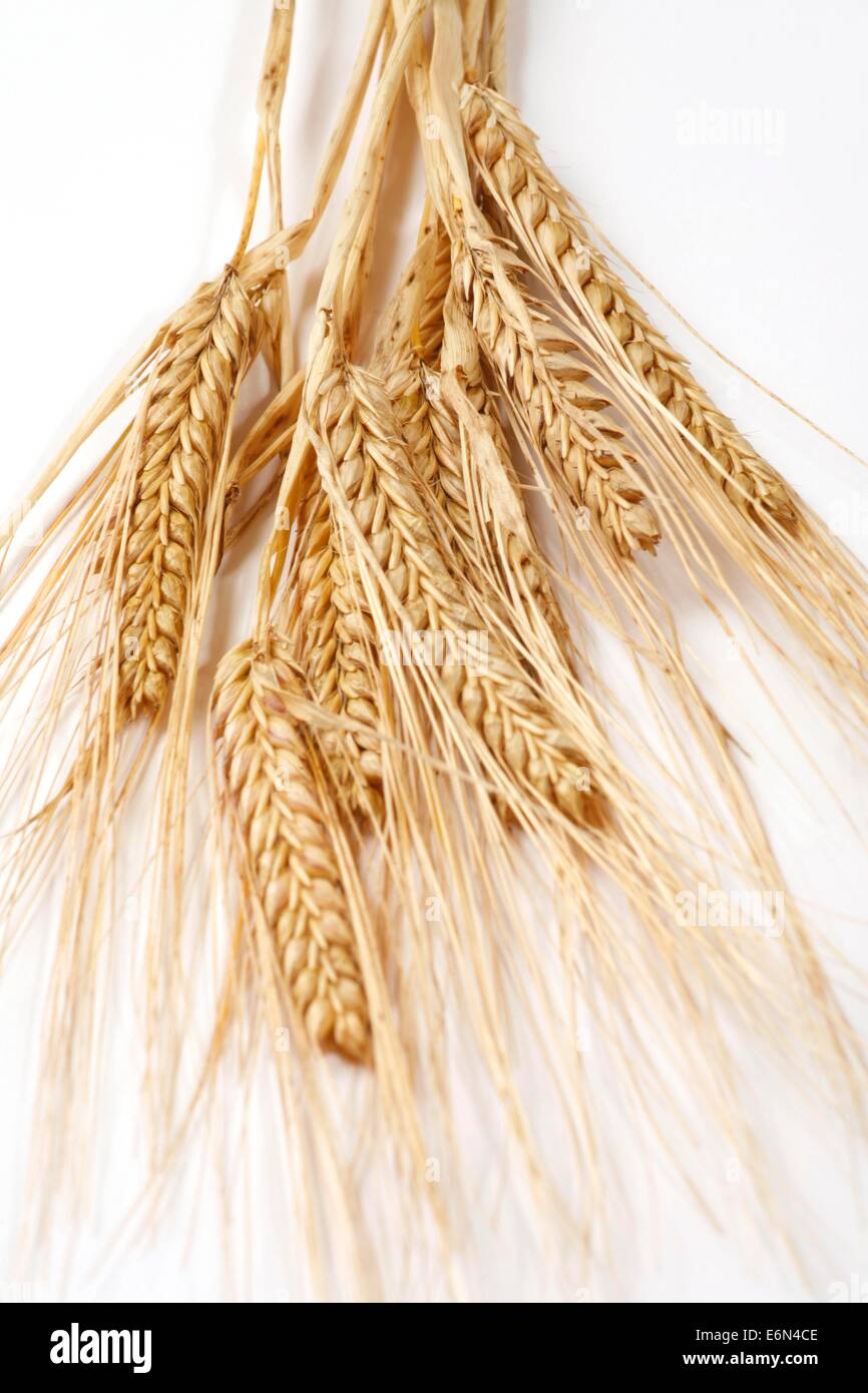 Wheat chaff hi-res stock photography and images - Alamy