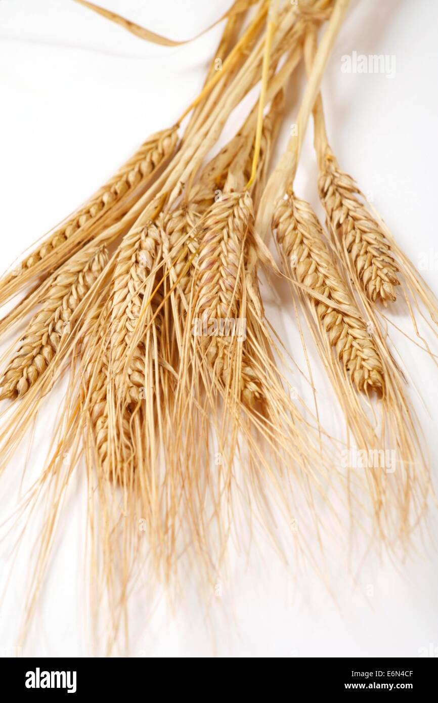 Chaff wheat hi-res stock photography and images - Alamy