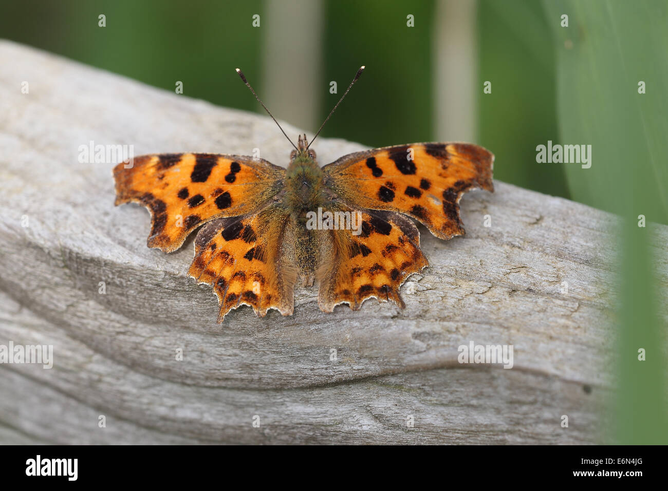 A Comma butterfly resting with wings spread, Norfolk, UK Stock Photo ...