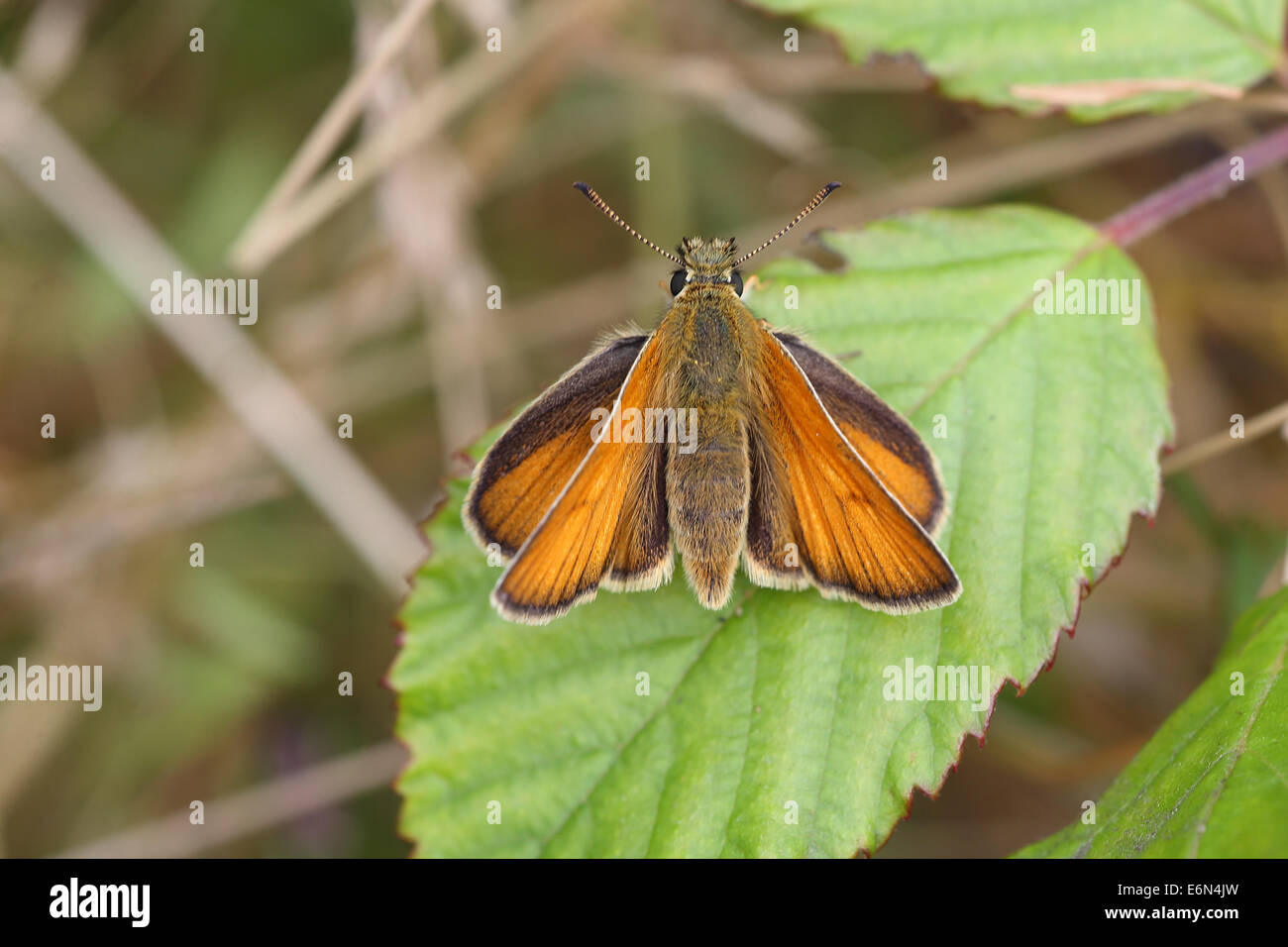 A female Small Skipper butterfly resting with wings spread on a Bramble ...