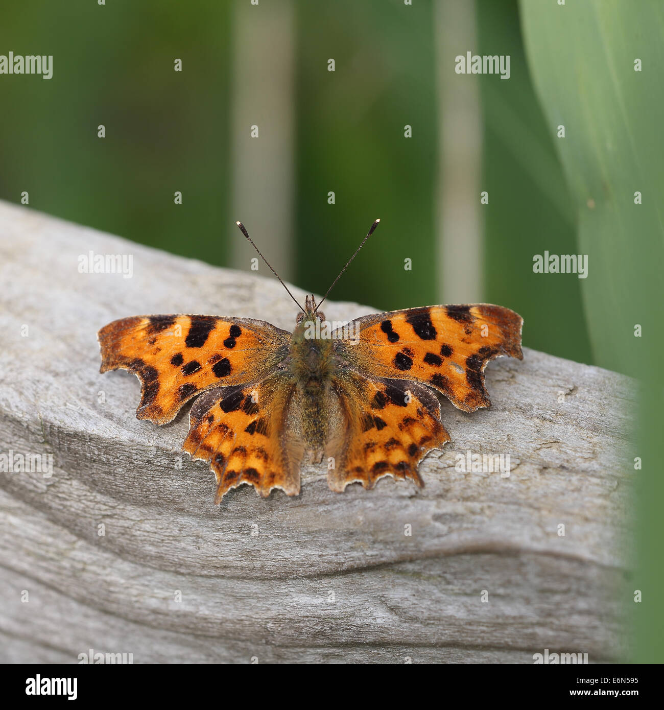 A Comma butterfly resting with wings spread, Norfolk, UK Stock Photo ...