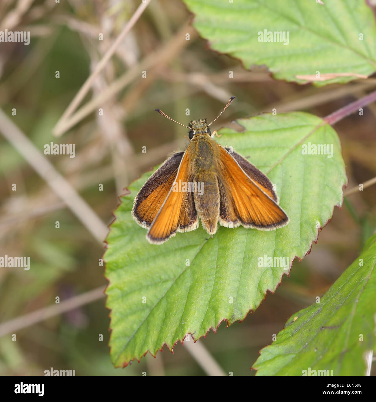A female Small Skipper butterfly resting with wings spread on a Bramble ...