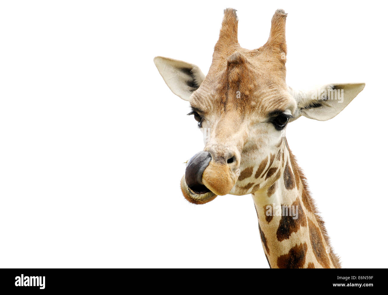 The tallest living terrestrial animal Cut Out Stock Images & Pictures ...