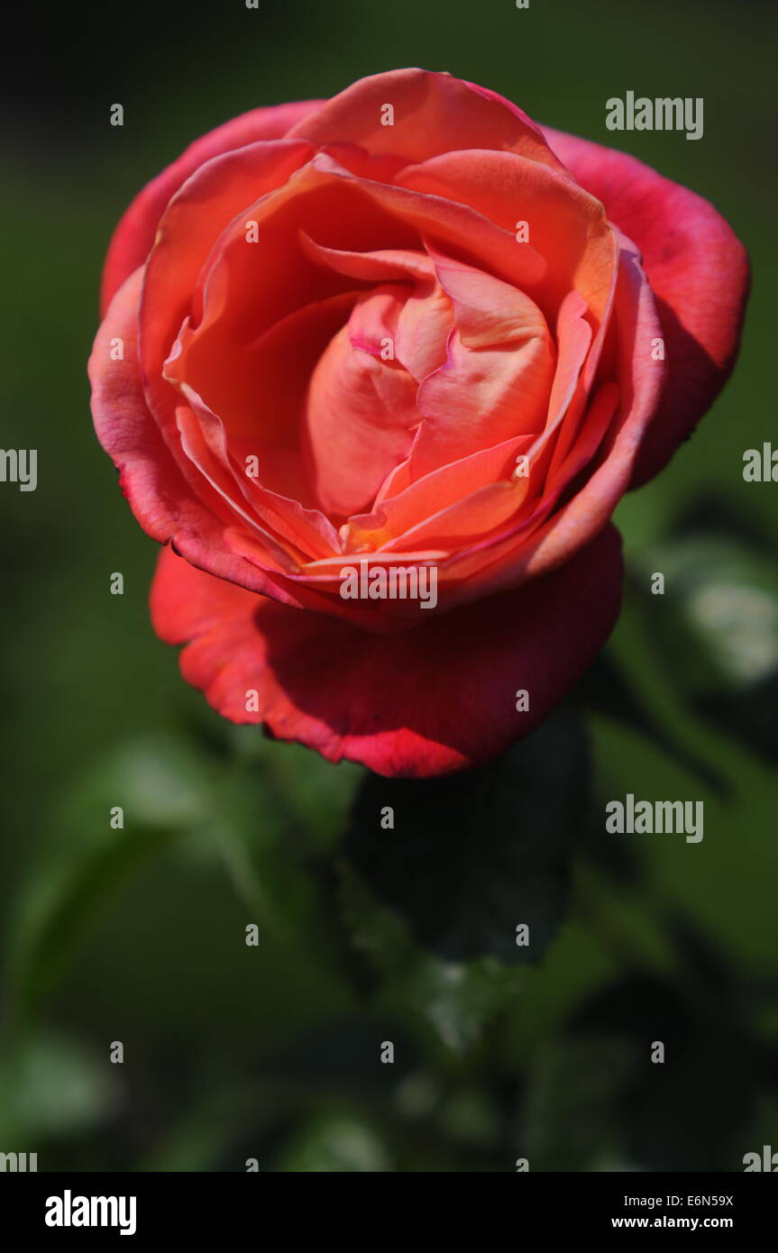 Singular rose hi-res stock photography and images - Alamy