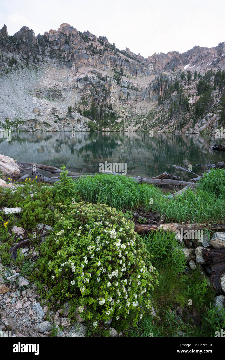 Lake forest bloom hi-res stock photography and images - Alamy
