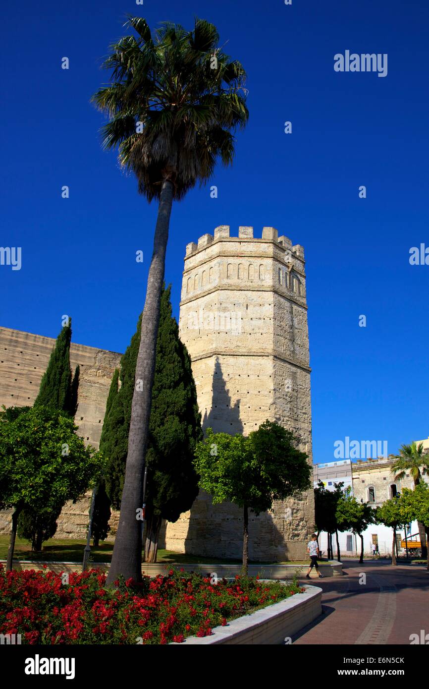 The Alcazar with Blossoming Jacaranda Trees, Jerez de la Frontera ...