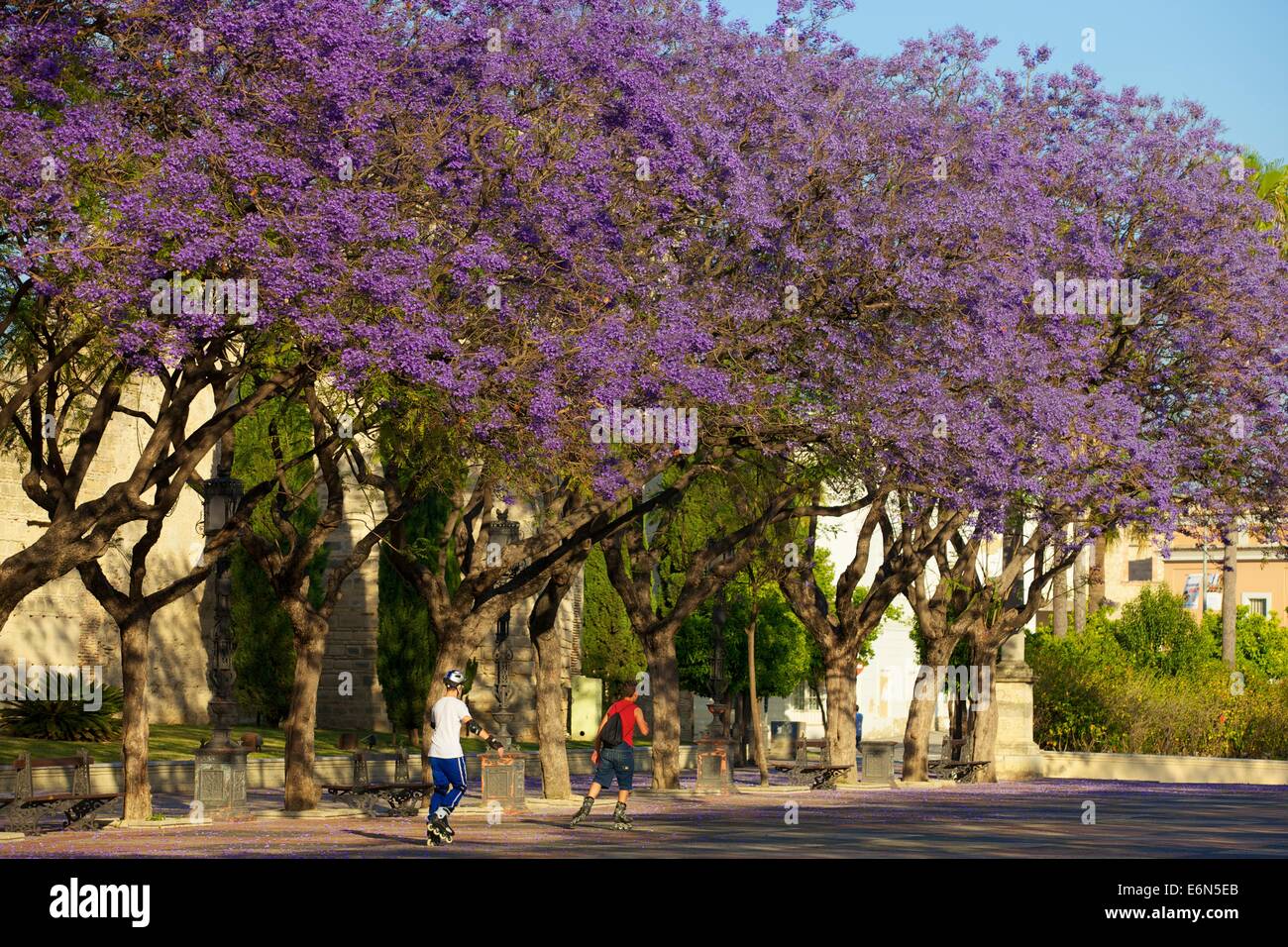 The Alcazar with Blossoming Jacaranda Trees, Jerez de la Frontera ...