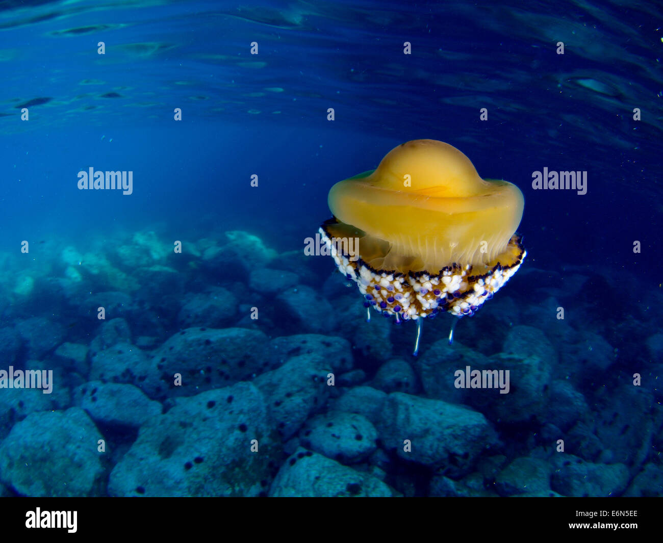 A jellyfish floats in the clear waters of the Mediterranean sea (Spain ...