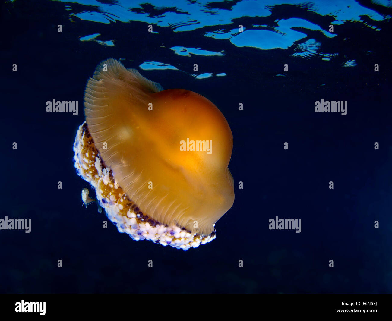 A jellyfish floats in the clear waters of the Mediterranean sea (Spain ...