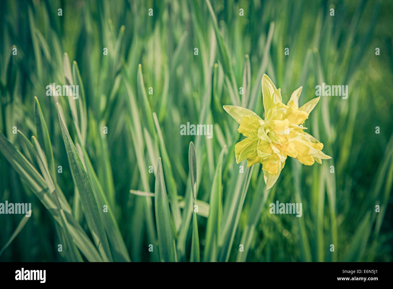 Daffodil cross hi-res stock photography and images - Alamy
