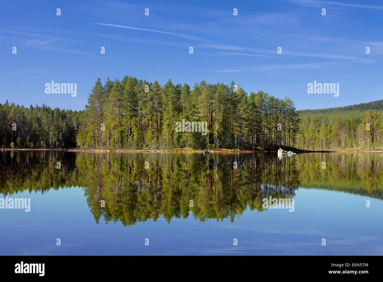 Forest with spruce trees along lake Gryssen in spring, Dalarna, Sweden ...
