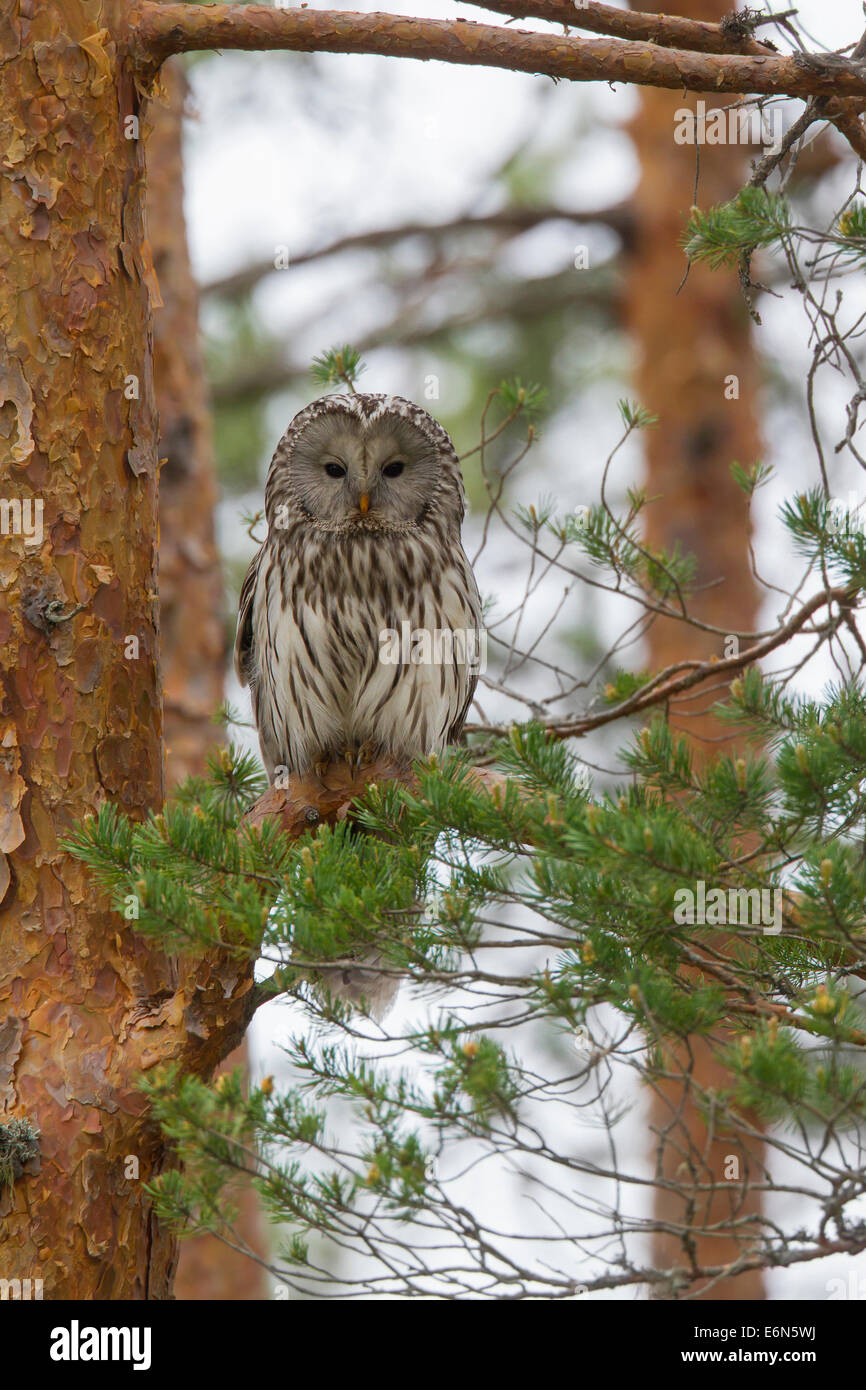Ural owl (Strix uralensis) perched in spruce tree, Scandinavia Stock ...
