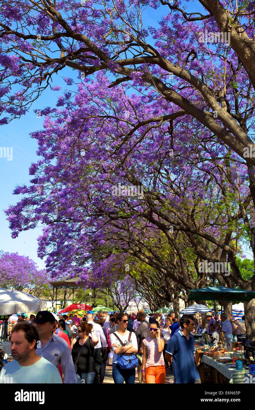 Jacaranda trees jerez hi-res stock photography and images - Alamy