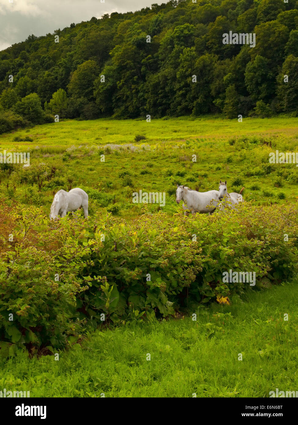 Three horses together hi-res stock photography and images - Alamy