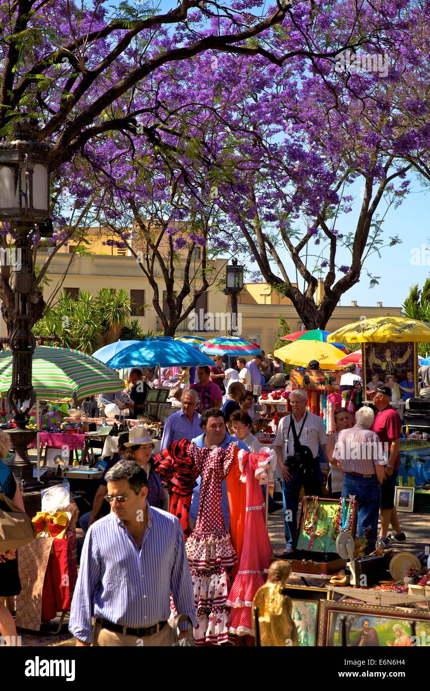 Jacaranda trees jerez hi-res stock photography and images - Alamy