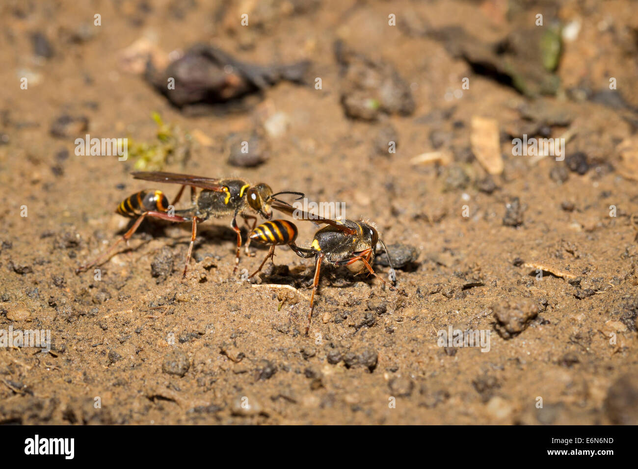 Oriental mortar wasp hi-res stock photography and images - Alamy