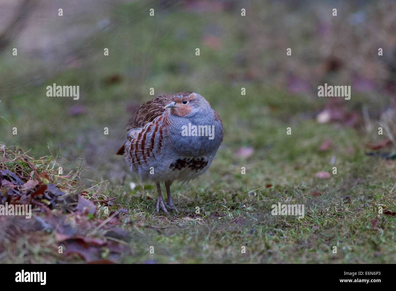 Rebhuhn Perdix perdix English partridge Hungarian Stock Photo - Alamy