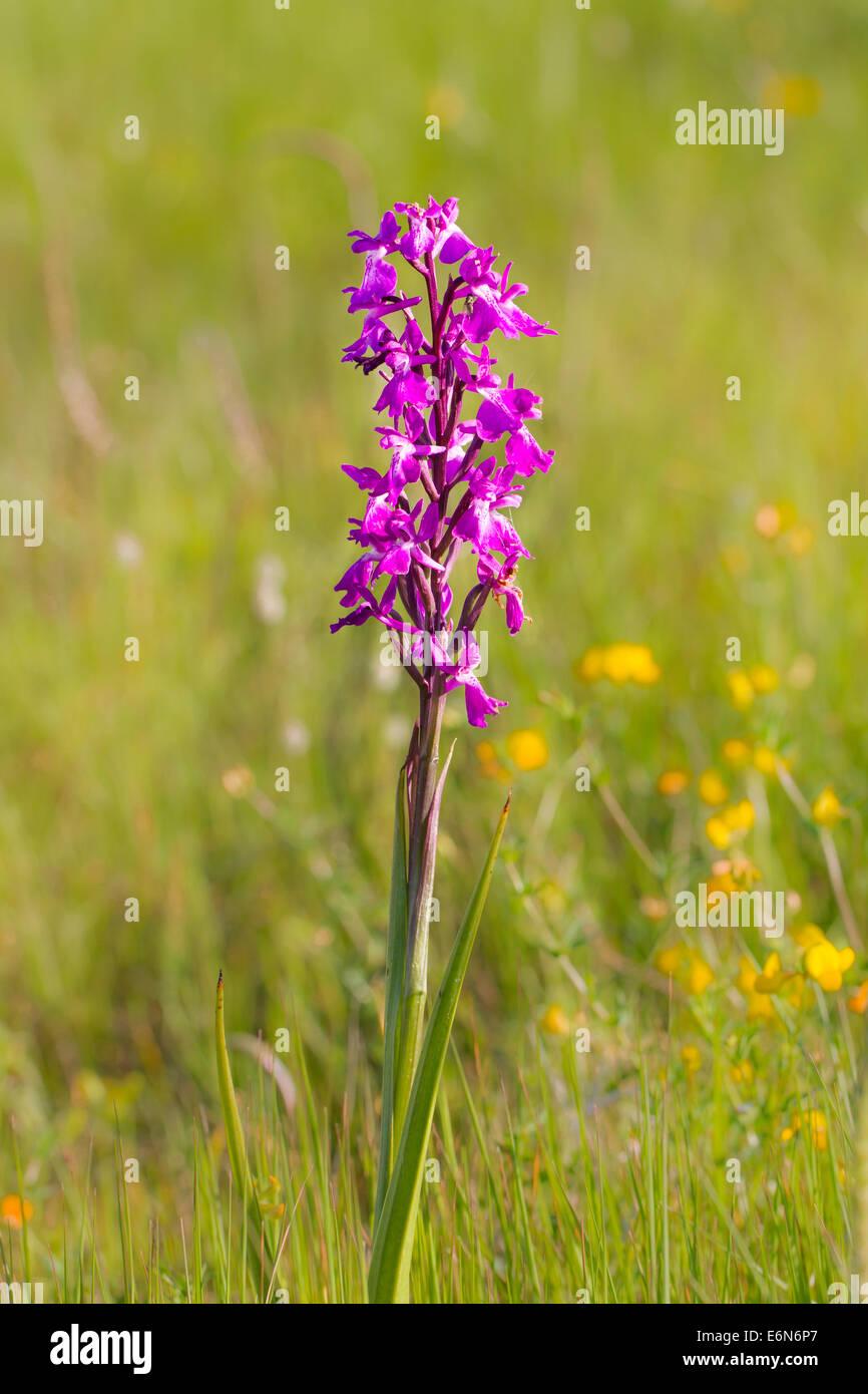 Orchis palustris ssp robusta orchis hi-res stock photography and images ...