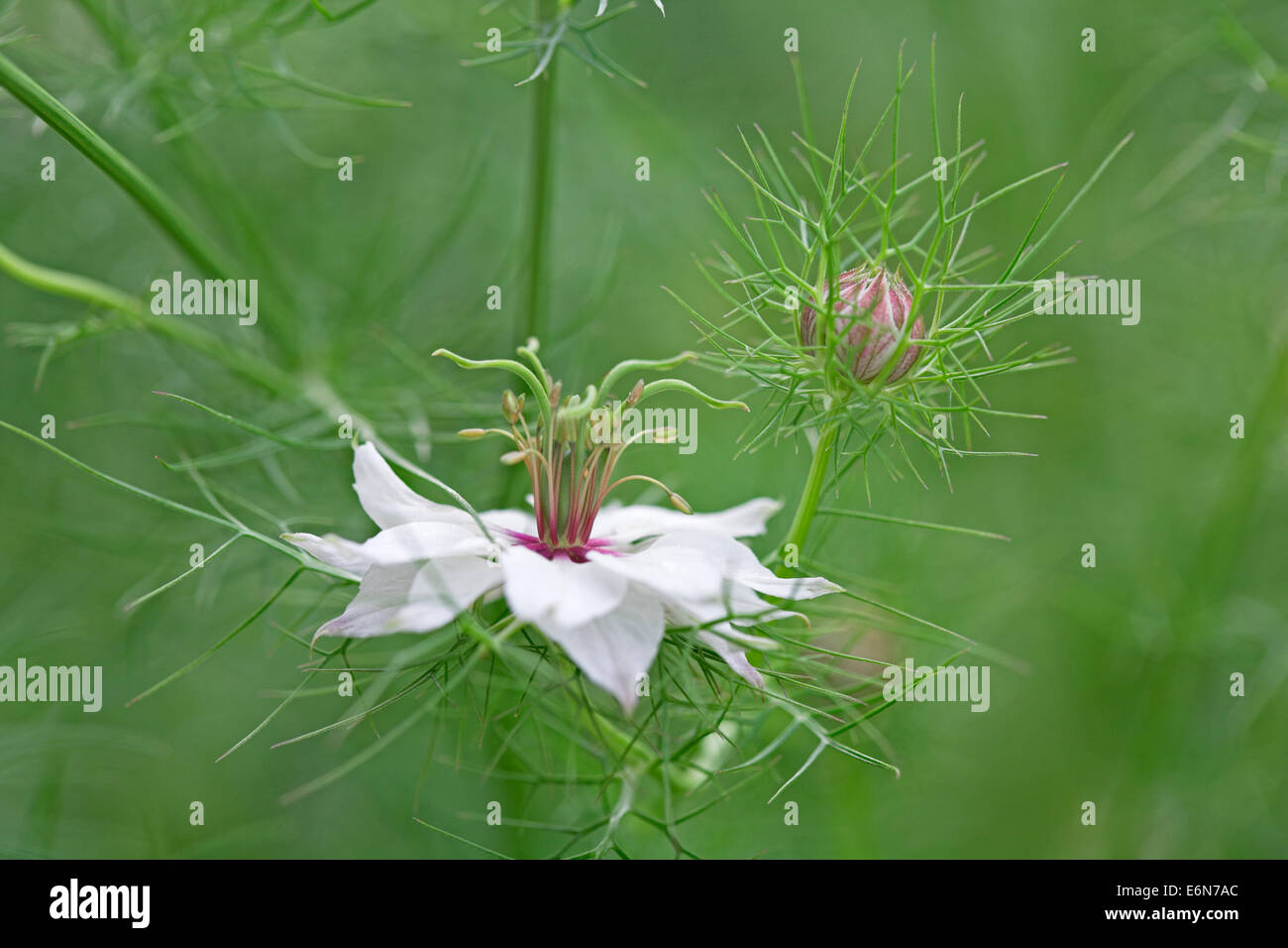 Nigella Flowers High Resolution Stock Photography and Images - Alamy