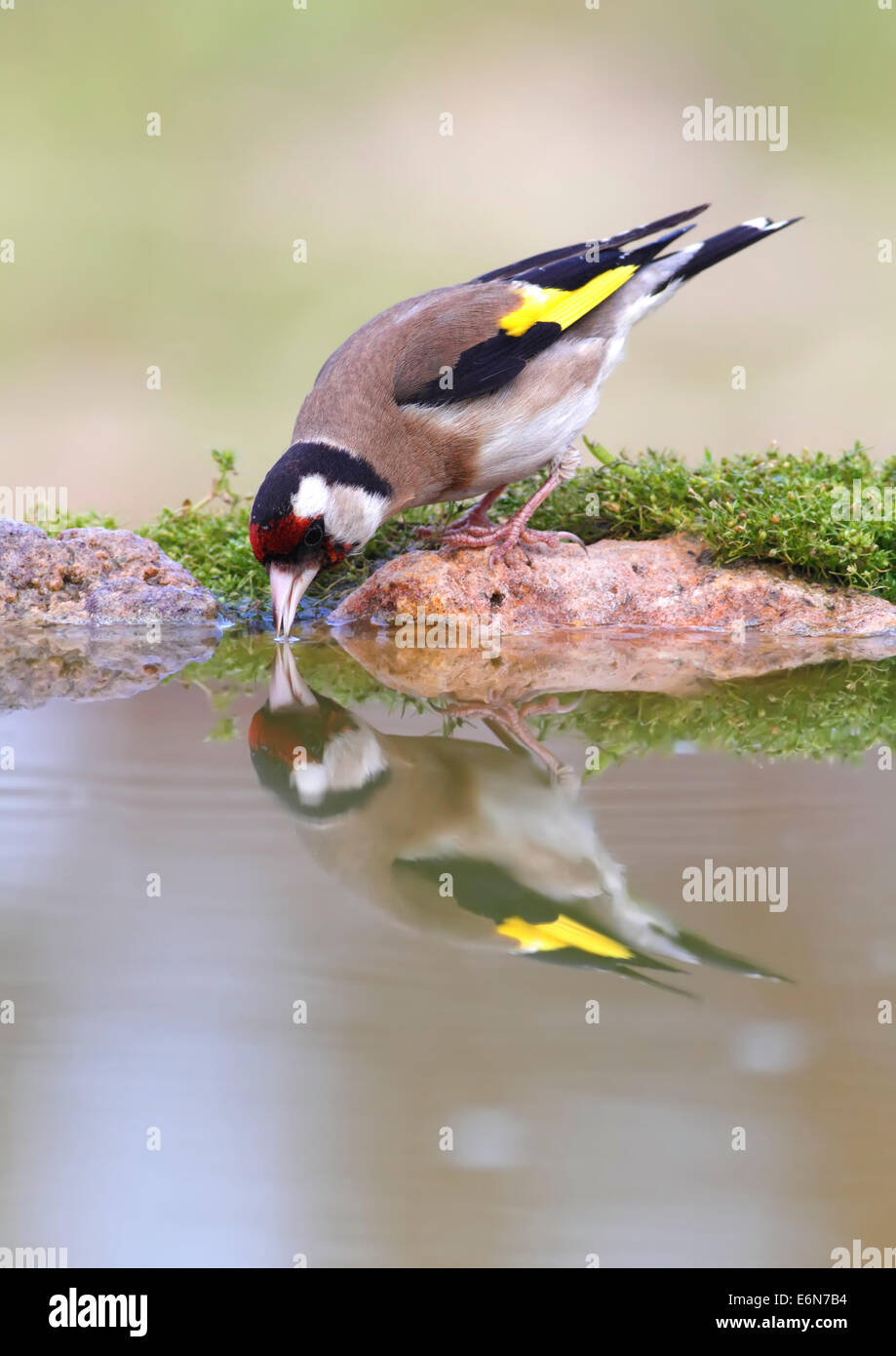 Goldfinch in its natural habitat unnoticed posing with their beautiful ...