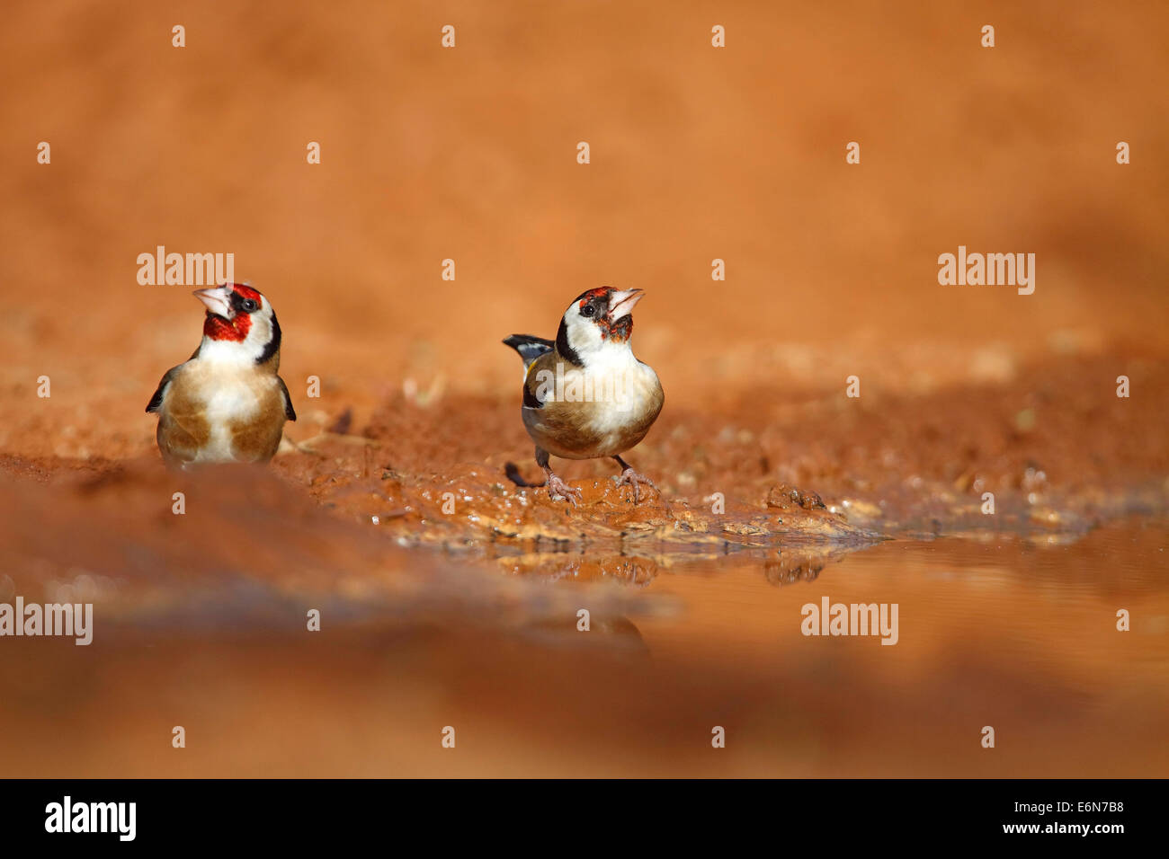 Goldfinch in its natural habitat unnoticed posing with their beautiful ...