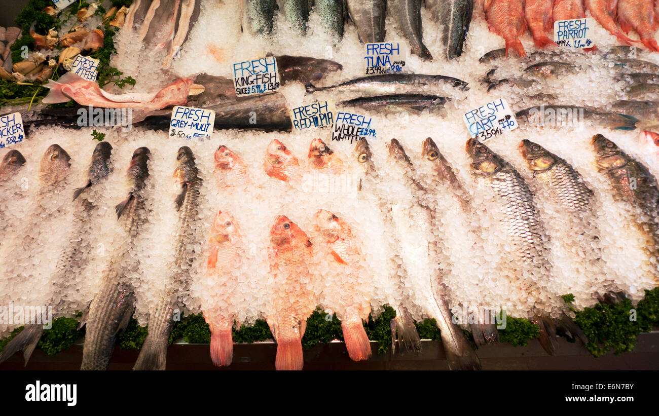 Variety of fresh fish on ice from around the world for sale in N & A ...
