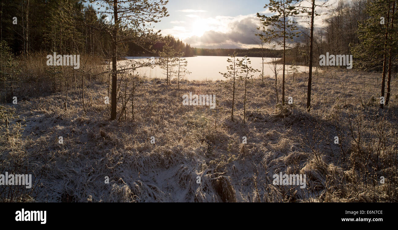 Frozen forest lake at Winter , Finland Stock Photo - Alamy