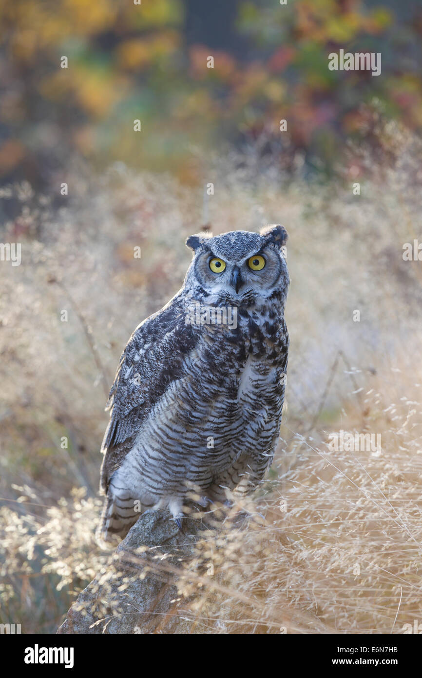 Bubo virginianus Great Horned Owl Virginia Uhu Stock Photo - Alamy