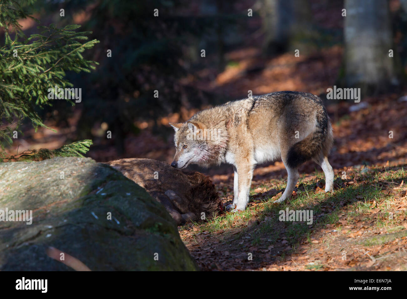 canis lupus wolf grey wolf eat prey animal Stock Photo - Alamy