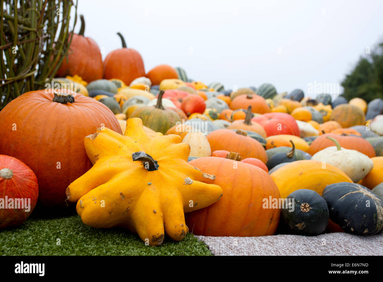 A collection of pumpkins. Photograph by Paul Terry Stock Photo - Alamy