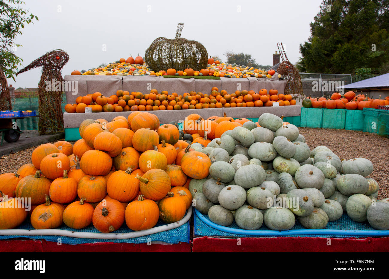 A collection of pumpkins. Photograph by Paul Terry Stock Photo - Alamy