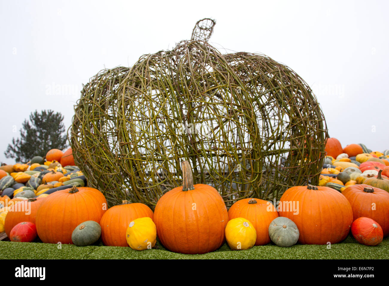 A collection of pumpkins. Photograph by Paul Terry Stock Photo - Alamy